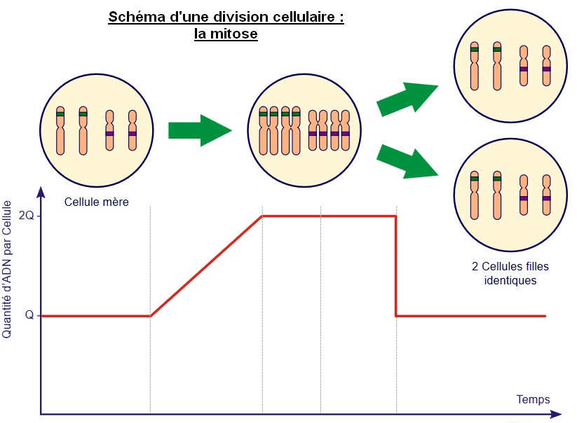 Schémas bilan en SVT - SCIENCES DE LA VIE ET DE LA TERRE