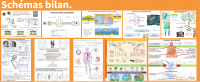 Schémas bilan en SVT - SCIENCES DE LA VIE ET DE LA TERRE