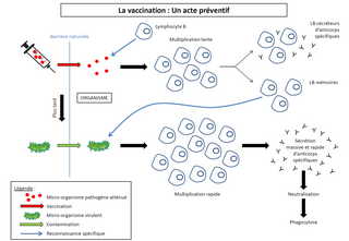Schémas bilan en SVT - SCIENCES DE LA VIE ET DE LA TERRE