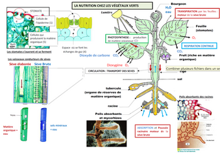 Schémas bilan en SVT - SCIENCES DE LA VIE ET DE LA TERRE