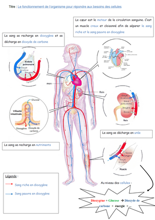 Schémas bilan en SVT - SCIENCES DE LA VIE ET DE LA TERRE