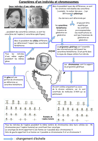 Schémas bilan en SVT - SCIENCES DE LA VIE ET DE LA TERRE
