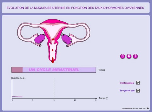 Cycles et Hormones - SCIENCES DE LA VIE ET DE LA TERRE