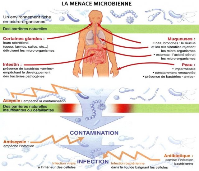Schémas bilan en SVT - SCIENCES DE LA VIE ET DE LA TERRE
