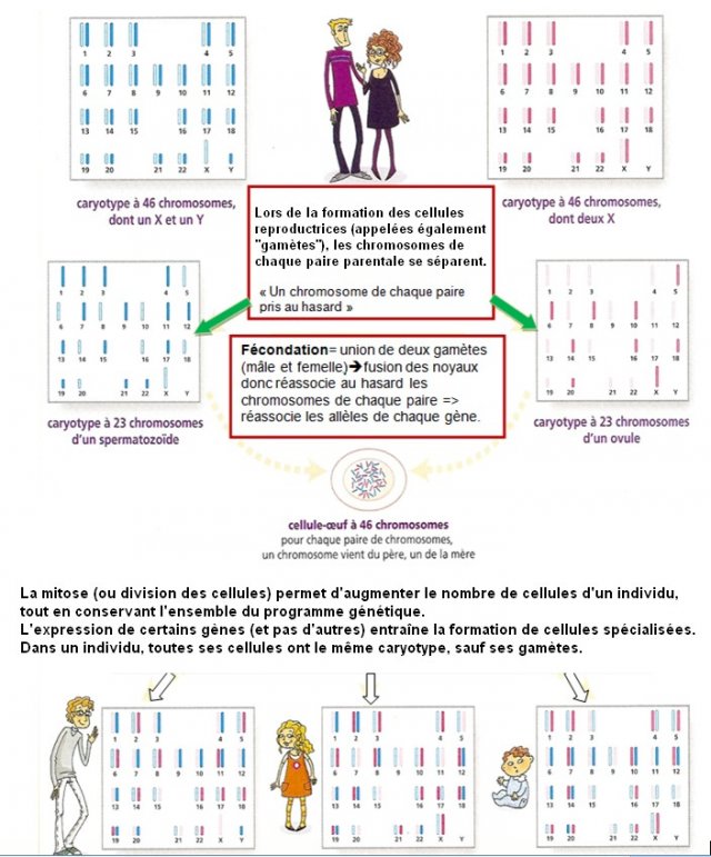 Schémas bilan en SVT - SCIENCES DE LA VIE ET DE LA TERRE